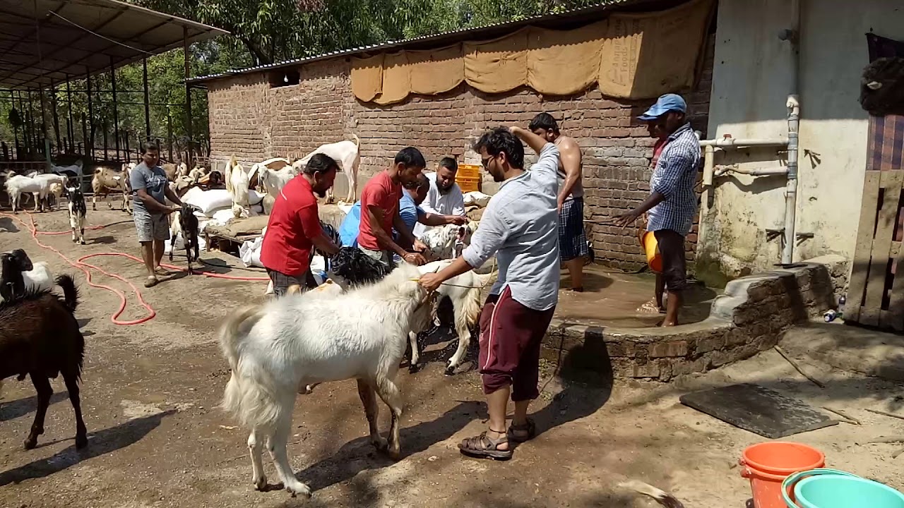 Bathing of goats for tiks problem at A1 Goat farm Karjat Maharashtra ...