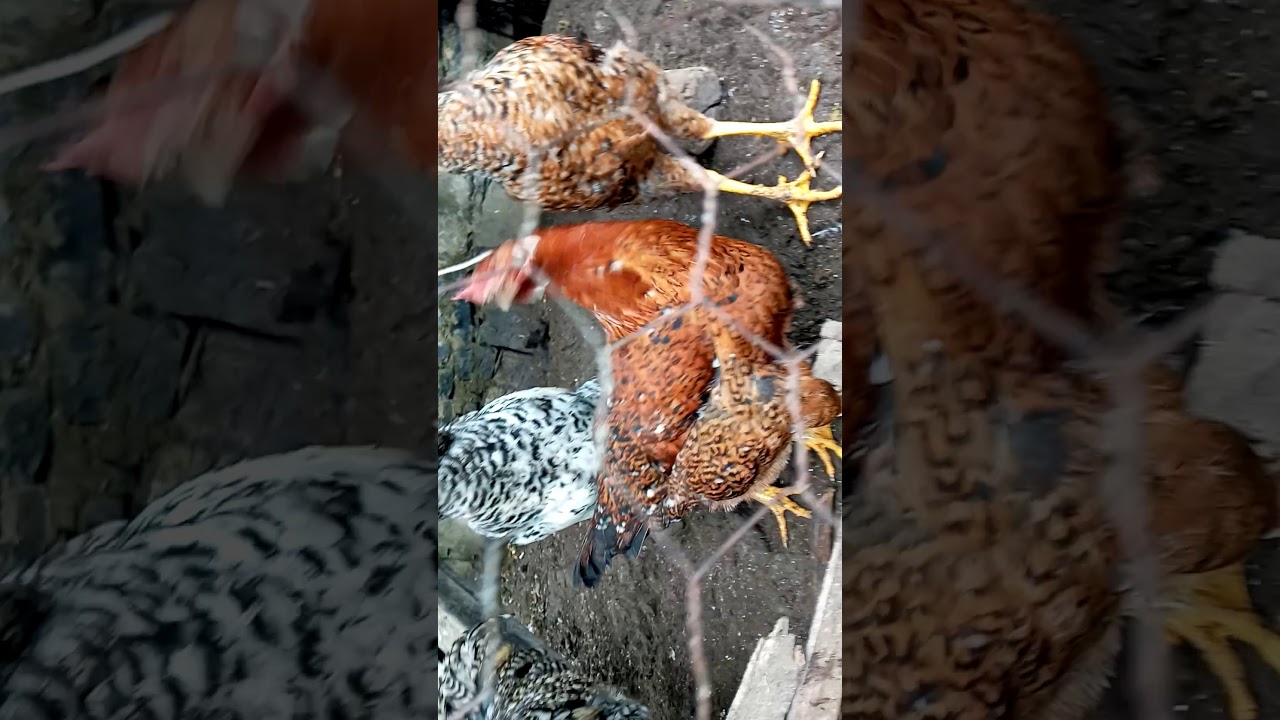 Los pollos - YouTube