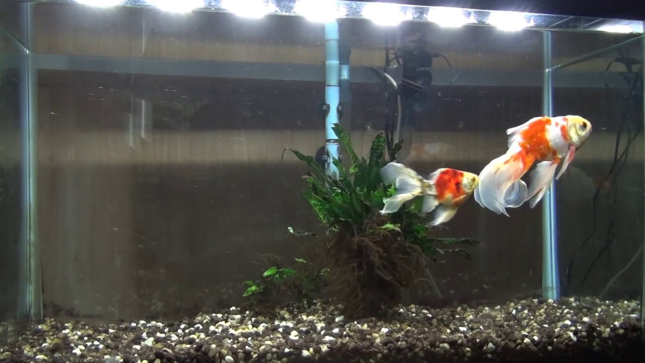 Ryukin Goldfish Playground - YouTube