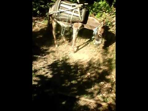 Oynayan eşşek samsunlu