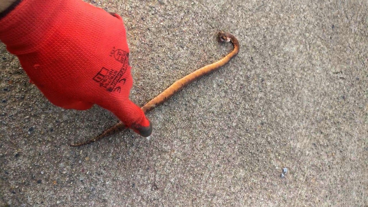 Baby Python Snake Rescue, but....🐍😔 - YouTube