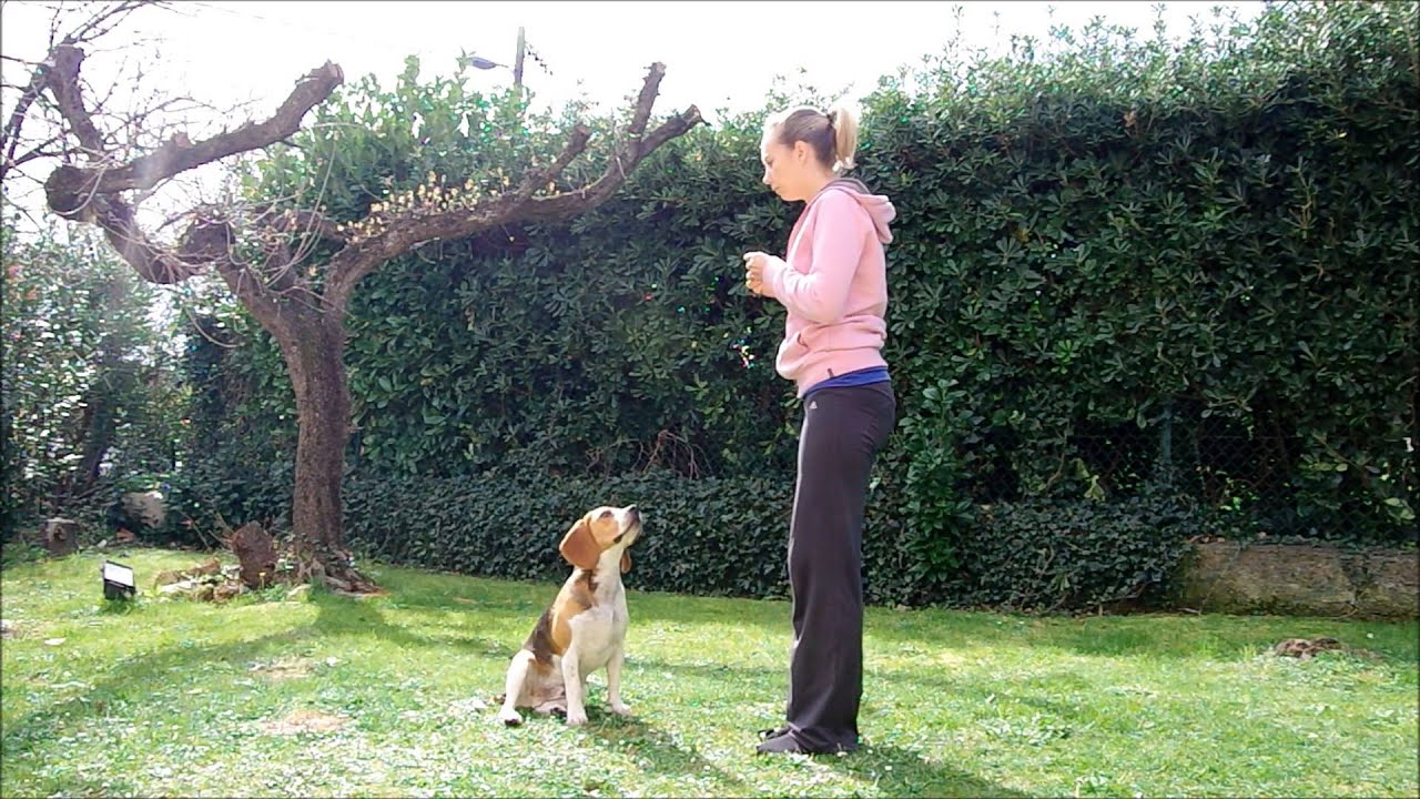 Beagle tricks - smart beagle doing plenty of dog tricks - clicker ...