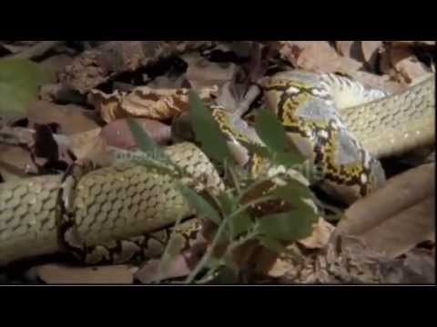 World's Deadliest: King Cobra vs. Reticulated Python - YouTube