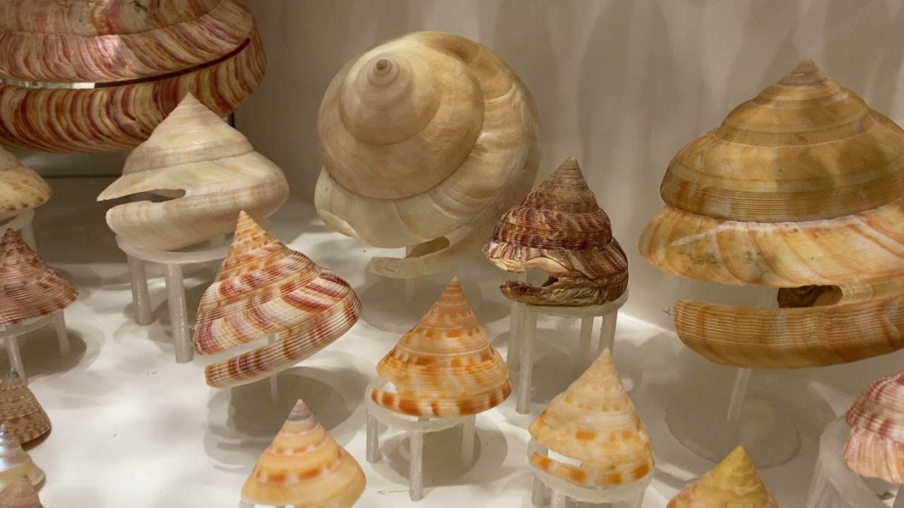 My amazing seashell and fossil collection from all over the world - YouTube