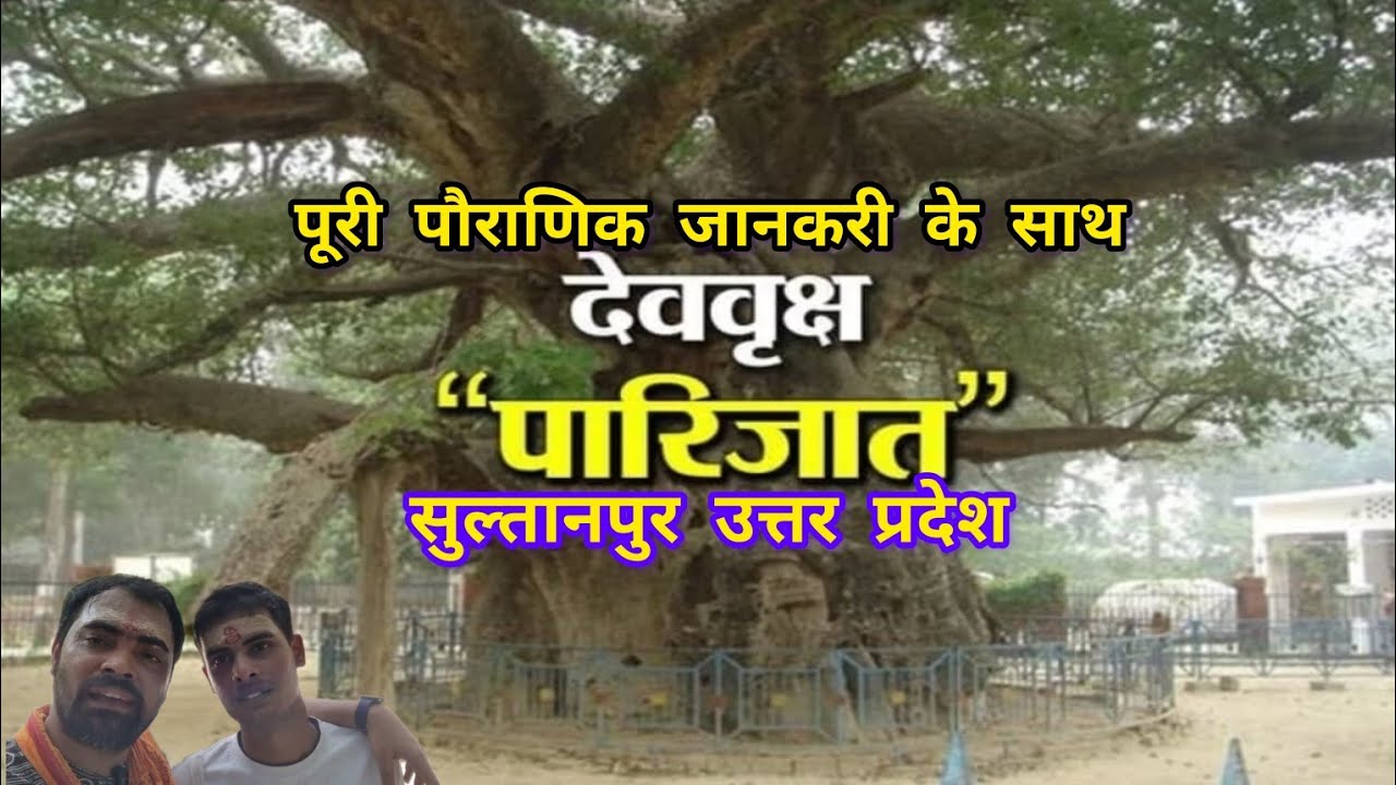 पारिजात वृक्ष सुल्तानपुर उत्तरप्रदेश Parijaat vriksh sultanpur uttar ...