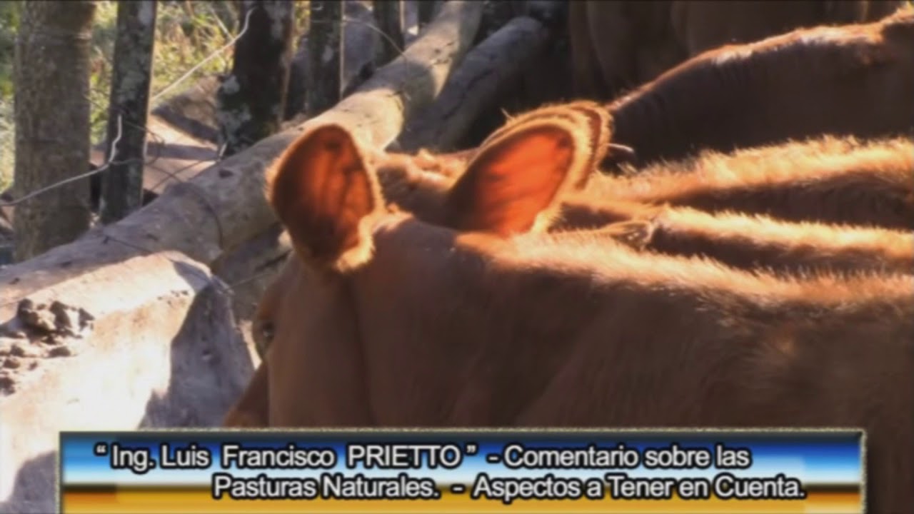Pasturas naturales en ganadera Vacuna - Primera parte. - YouTube