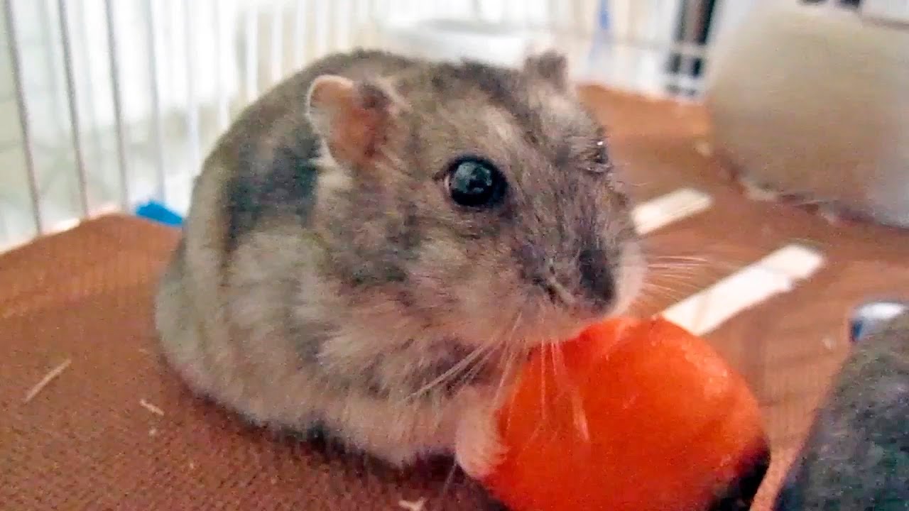 Hamster Anão Russo Gosta de cenoura - YouTube