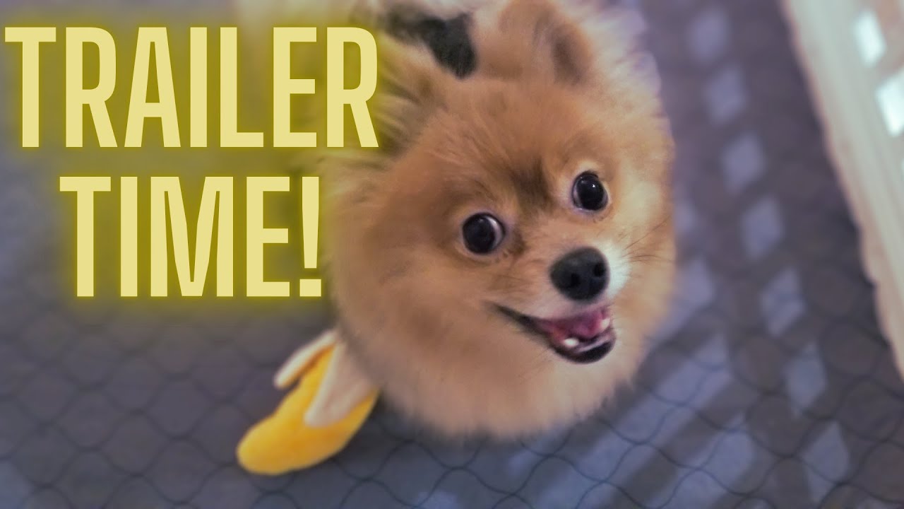 Chewy the Pomeranian's Channel Trailer - YouTube