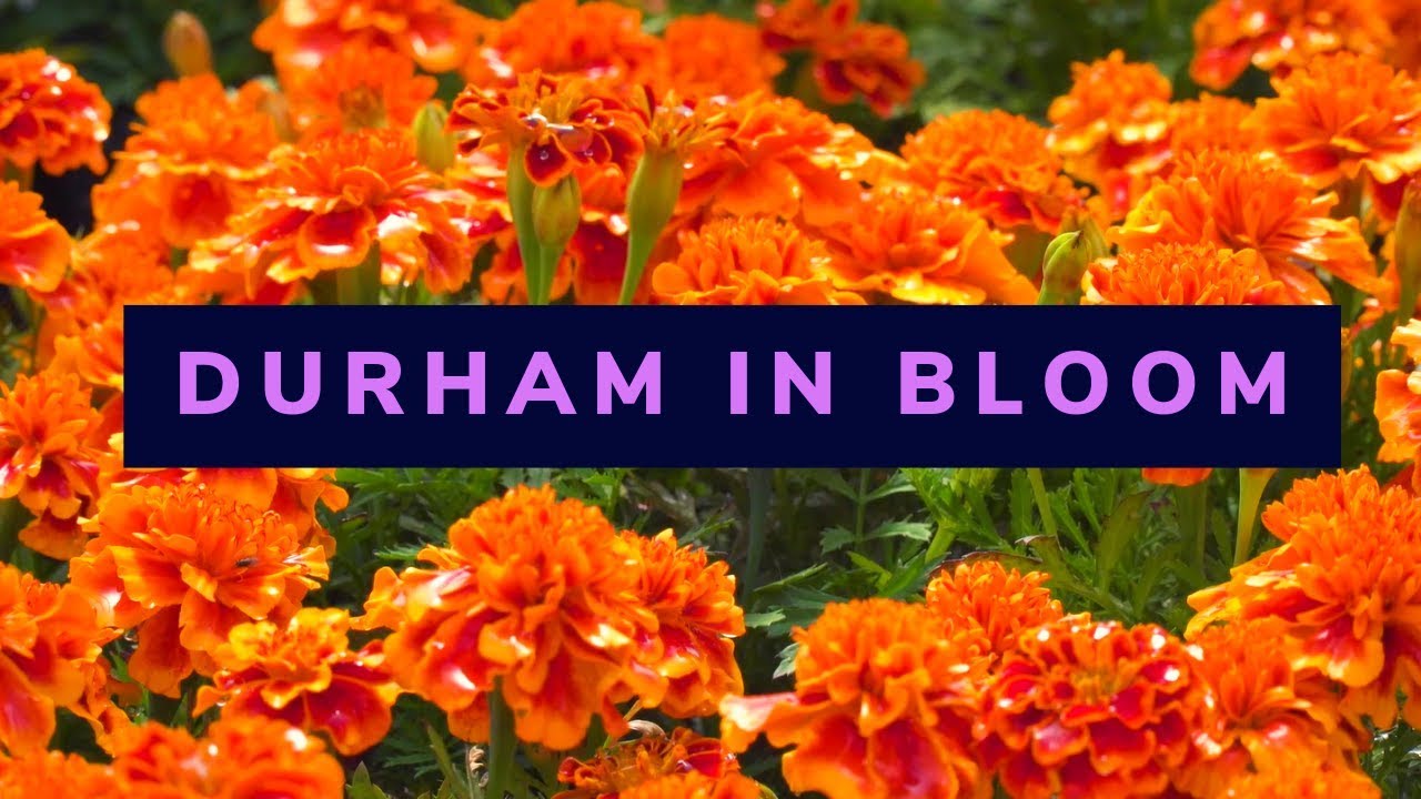 Durham In Bloom 2019 - YouTube
