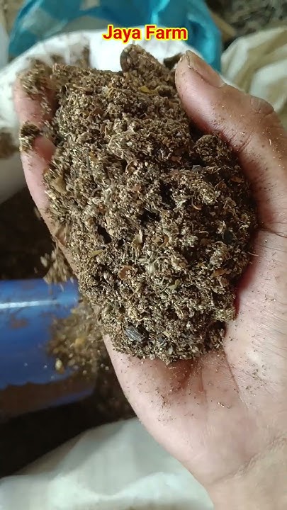 Pemberian pakan ternak yang menggunakan ampas tahu,ampas kelapa dan konsentrat bagus untuk ...