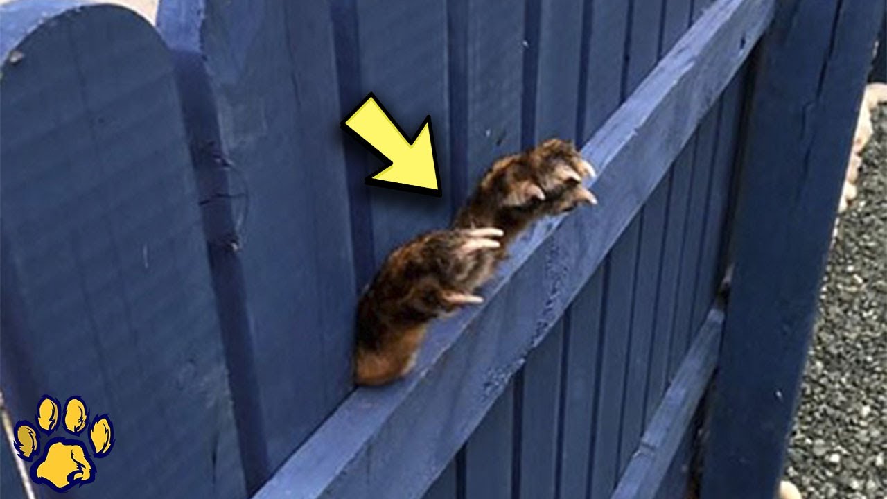 People Heard Terrible Screams Outside the Window When They Looked Out ...