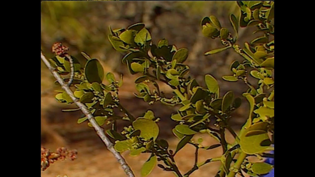 Oklahoma State Flower Controversy: Mistletoe - YouTube