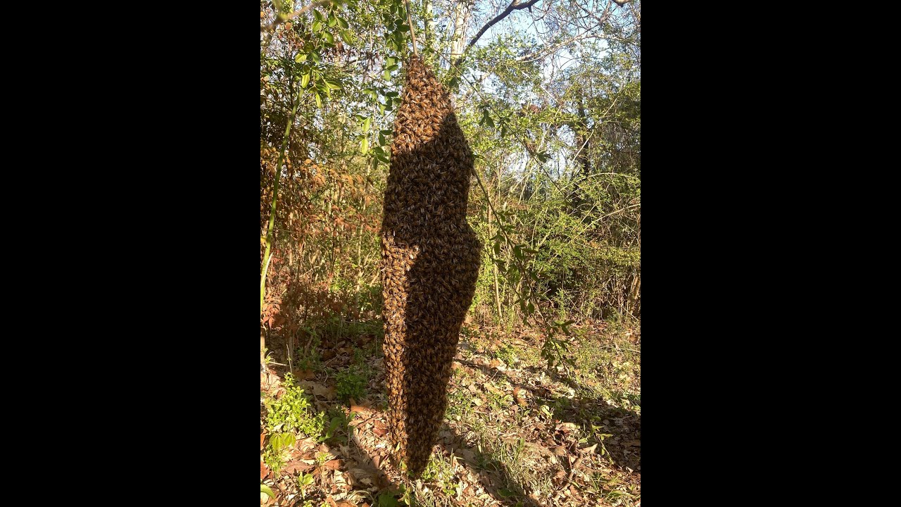 Easiest Swarm Catch Ever! 3/21/23 - YouTube