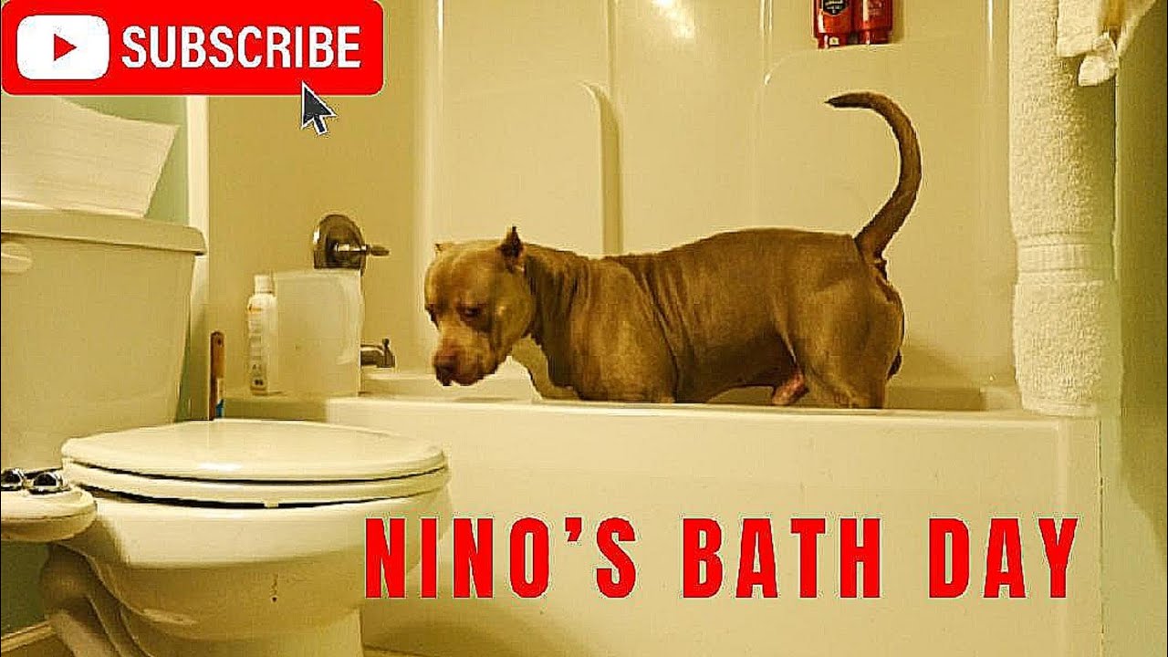 XL American Bully Gets A Bath In The House Instead Of Outside - YouTube