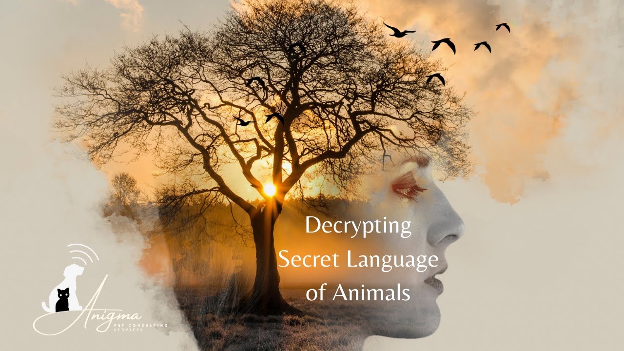 Decrypting Secret Language of Animals | Anigma Pets - YouTube
