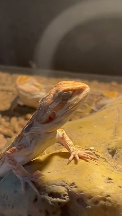 Animals everywhere! - YouTube