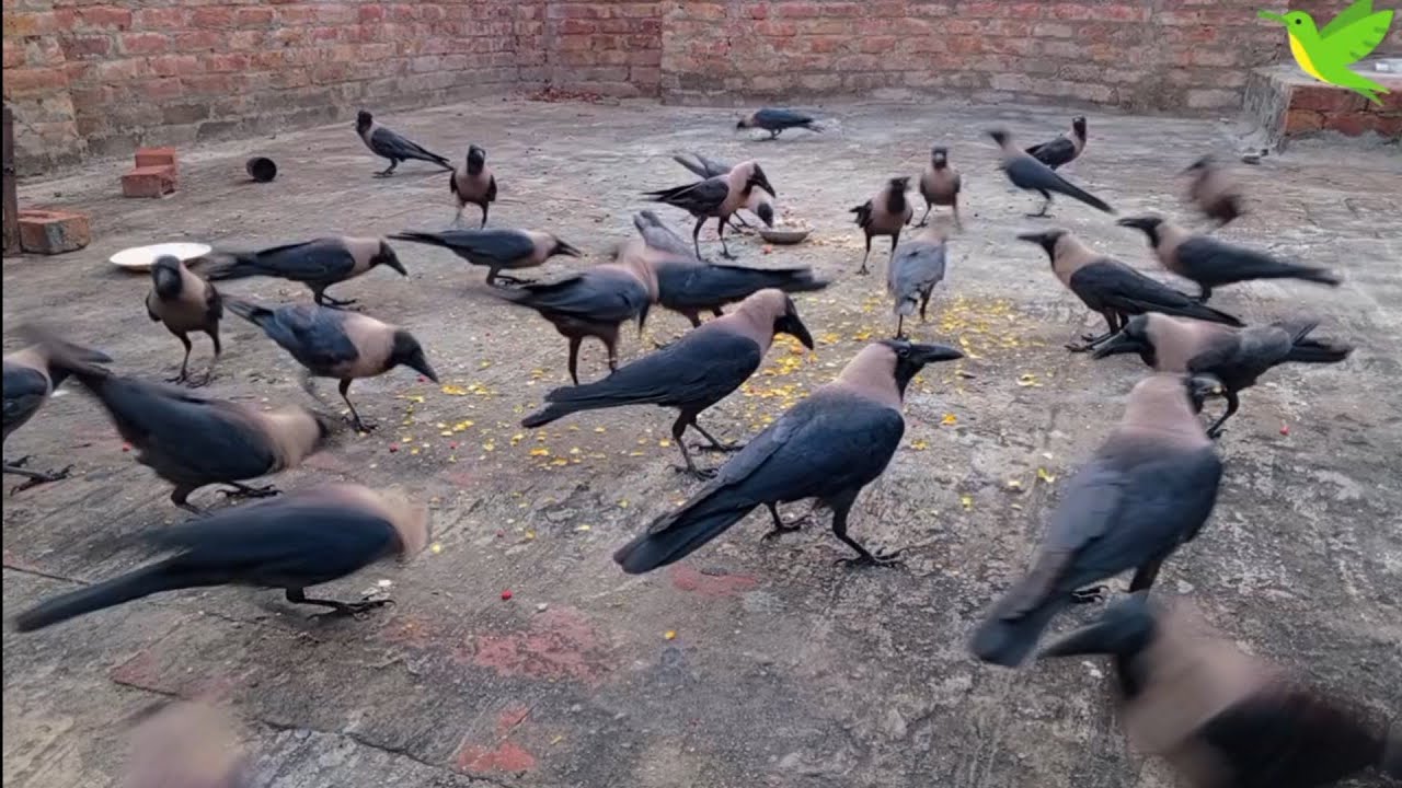 Crow Bird Live Crowing Sounds | Crows are crowing loudly | Crows Planet ...