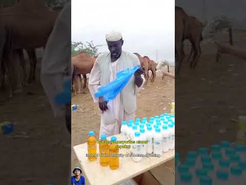 Ustadz minum kencing unta