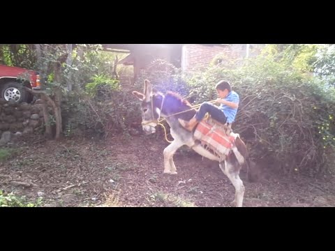 La Monta Especial con Musica