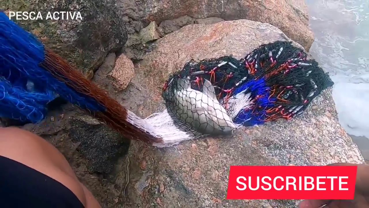 PESCA con ATARRAYA en Rio CAMANA / FISHING WITH ATARRAYA IN RIVER - YouTube