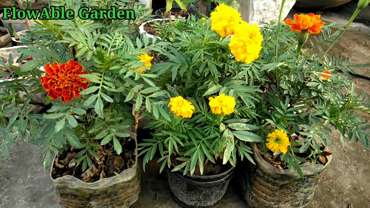 #marigold #pot #garden How to Grow Marigold in small Pot?? - YouTube