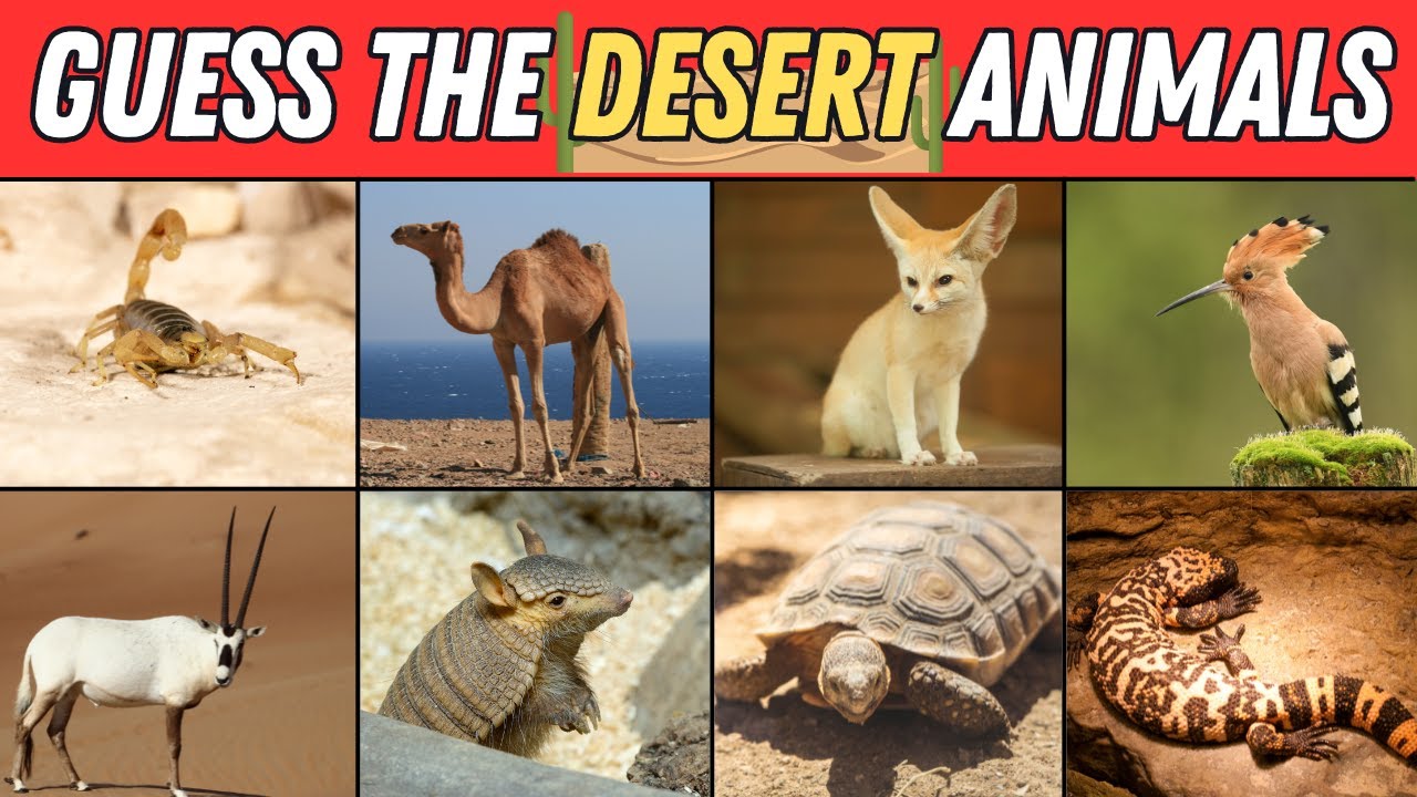 Guess the Desert Animals | 3 Seconds Animal Quiz | 50 Animals - YouTube
