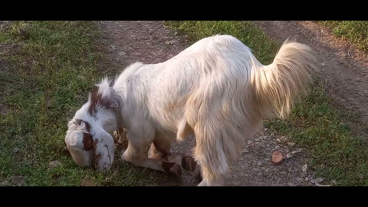 funny goat - YouTube