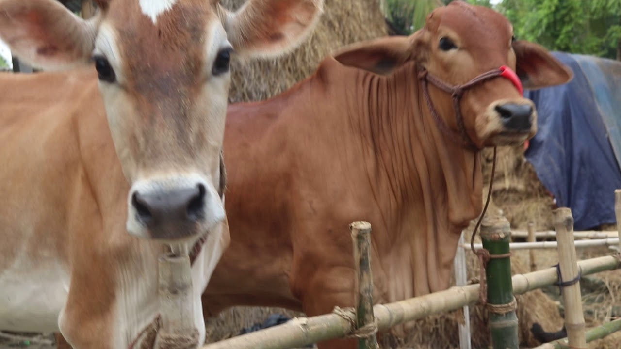 Cow Farming In Mrittika Dairy Farm, Pabna Bangladesh.01714843088 - YouTube