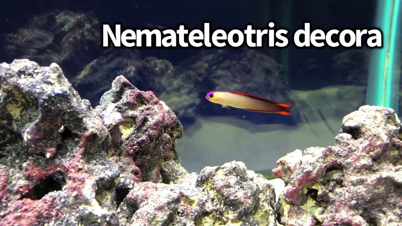 Purple Firefish Goby (Nemateleotris decora) also known as Purple ...