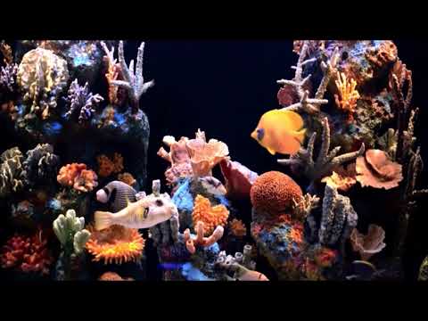 YILDIRAY ÇINAR  SARHOŞ