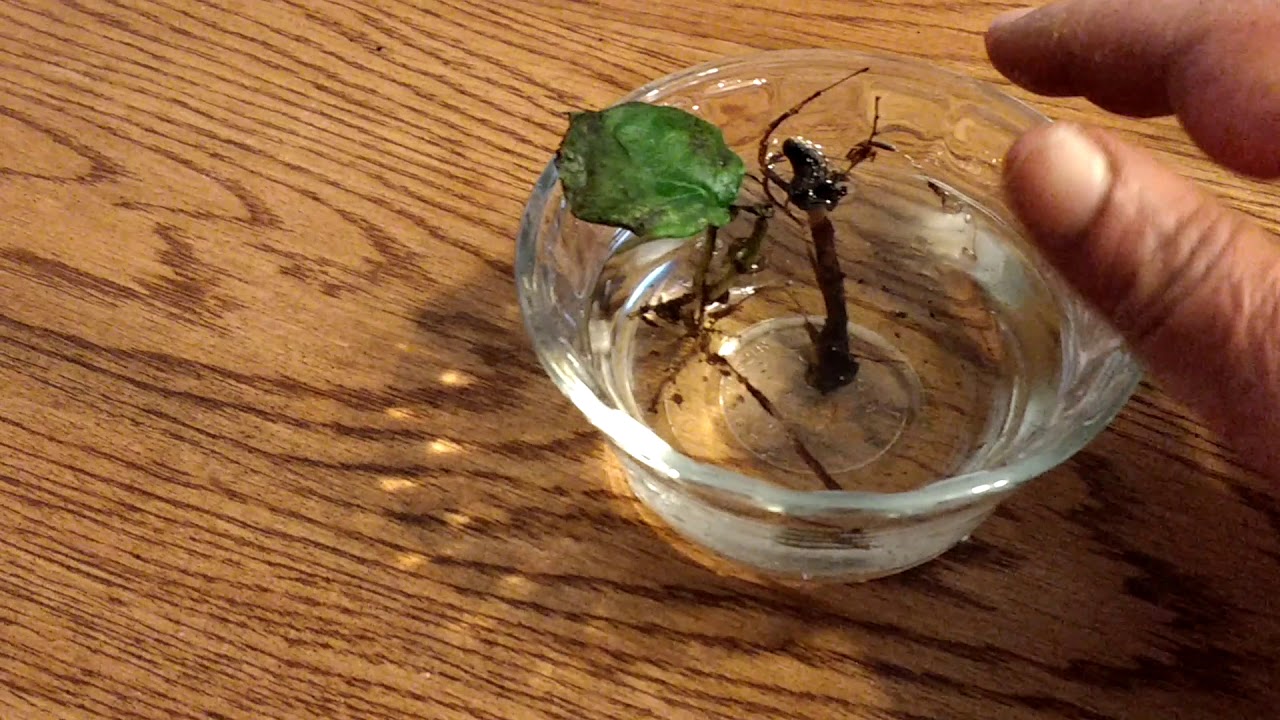 Paan Leaf Plant || Establishing Roots || PROPAGATE - YouTube