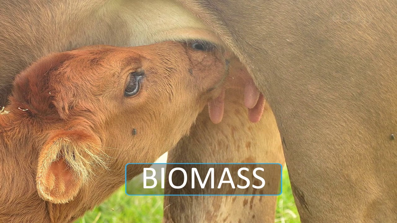 BioMass:Energy Management:Physics - YouTube