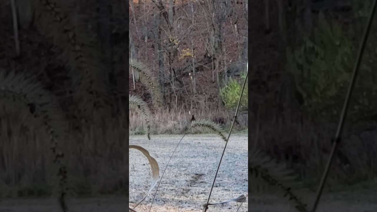 Half rack buck. - YouTube