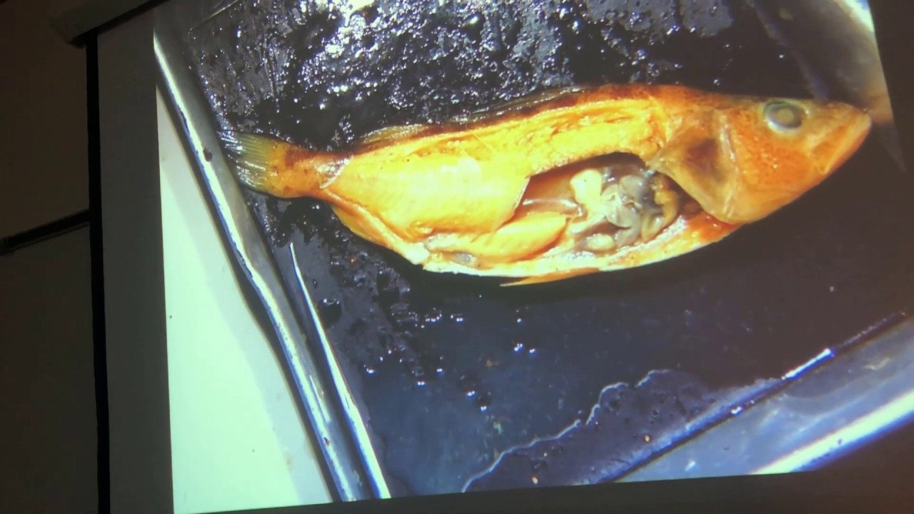 Perch dissection - YouTube