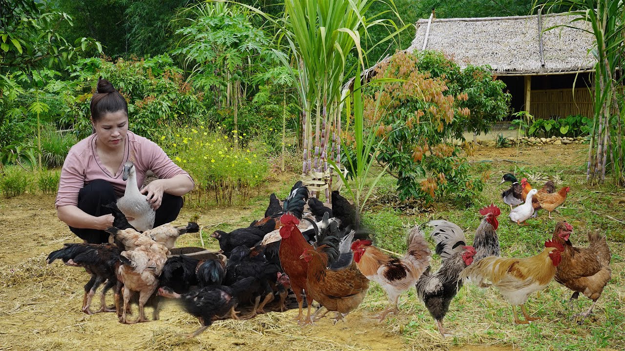 single mom takes care of animals on farm in rainforest, mountain farm ...