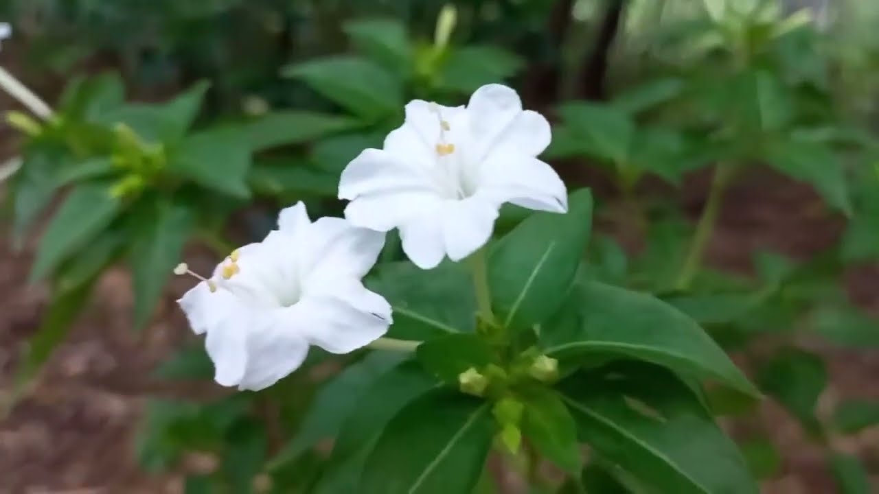 அந்திமந்தாரை | 5 மணி பூ | Mirabilis jalapa | 4 o'clock flower ...