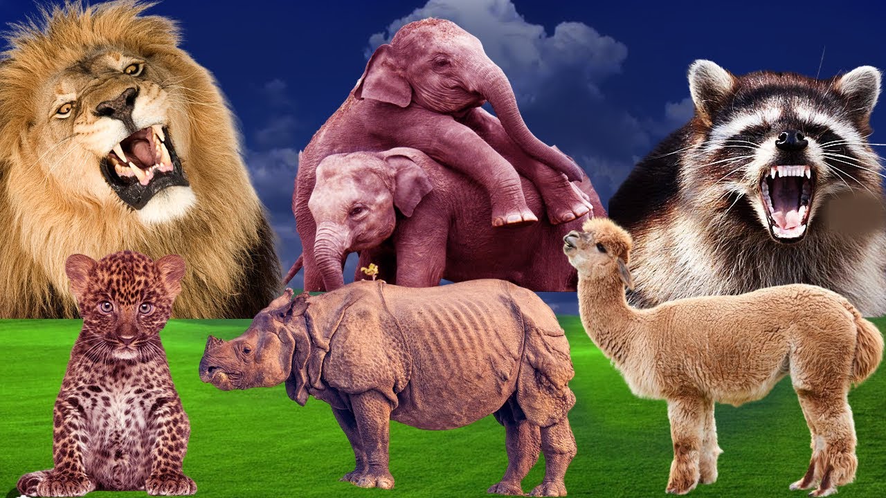 Wild Animal Sound You Never Hear Racoon,Bison,Tiger,Rhinoceros,Owl ...