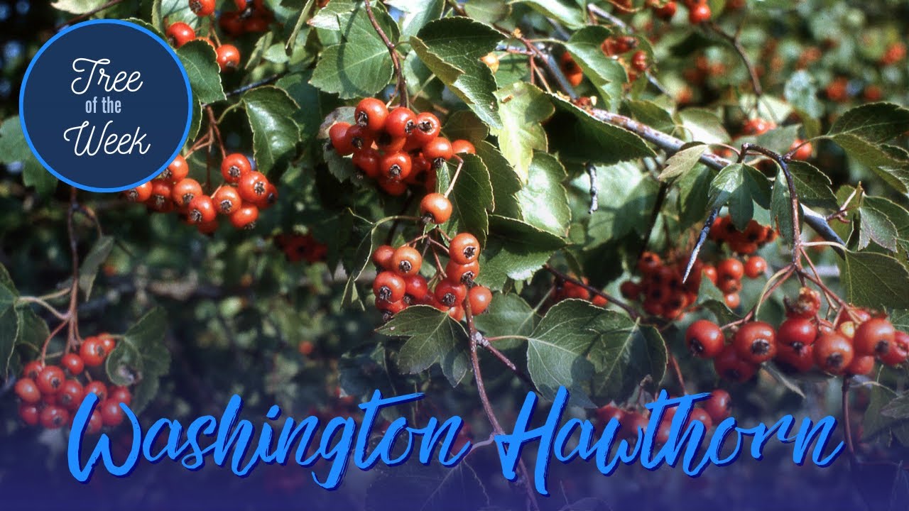Tree of the Week: Washington Hawthorn - YouTube