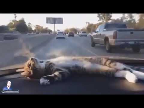 efkarlı kedi