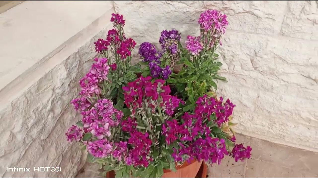 نبات المنثورmatthiolaنباتات الزينهنباتات مزهرةنباتات عطريةطريقة العناية والإكثار Youtube