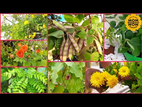 Terrace Garden in Tamil | Chedi Avarai Kodi Avarai in Maadi Thottam ...