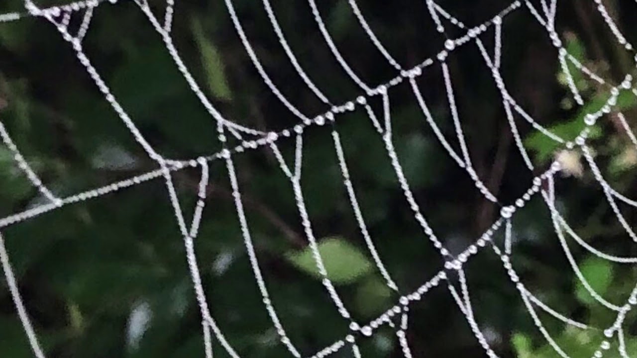 Breaking Spider Webs - YouTube