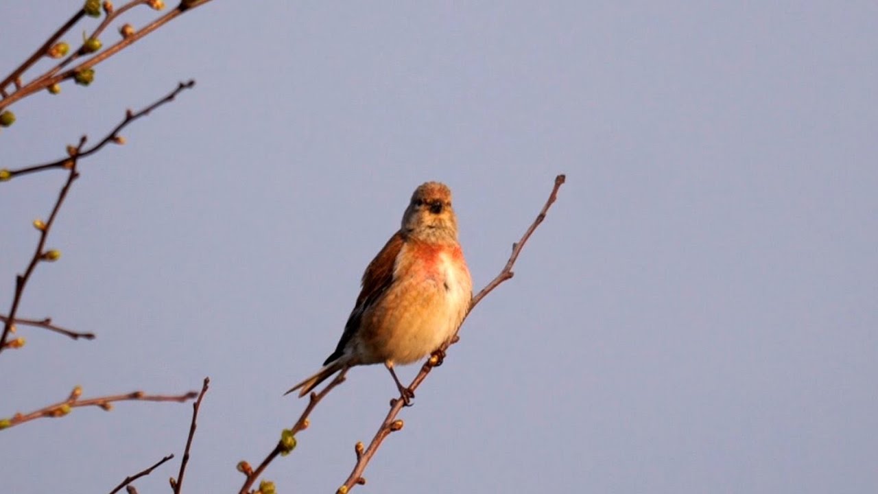 Common Linnet Singing - YouTube