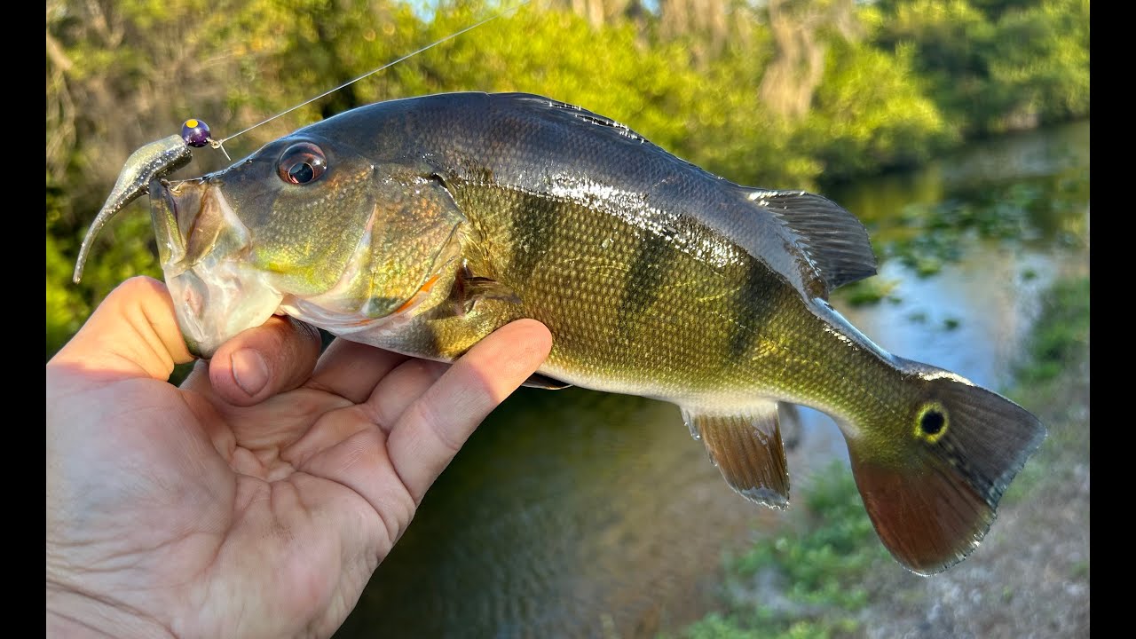Fishing Tamiami Trail (5 days of fishing) - YouTube