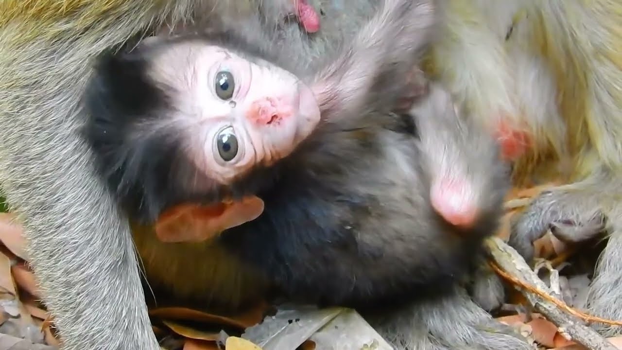 🔴 [LIVE] Watch These Cute Baby Monkeys Melt Hearts! 💓🐵 - YouTube