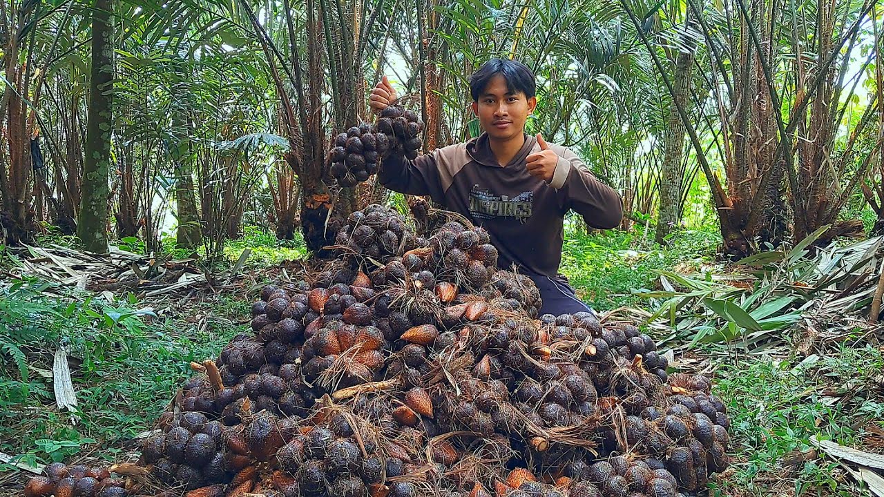Hasil Melimpah!!! Panen Salak dari Banjarnegara - YouTube