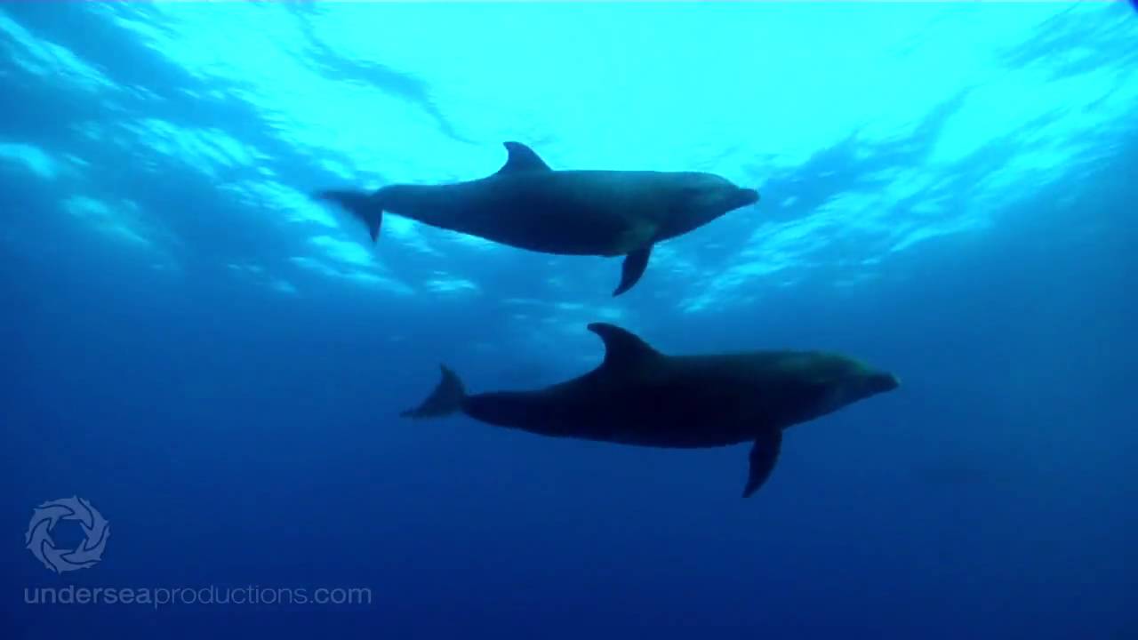 A pair of dolphins circle around an underwater cameraman - YouTube