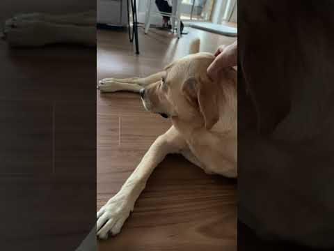 My dog's tail wag is irresistible