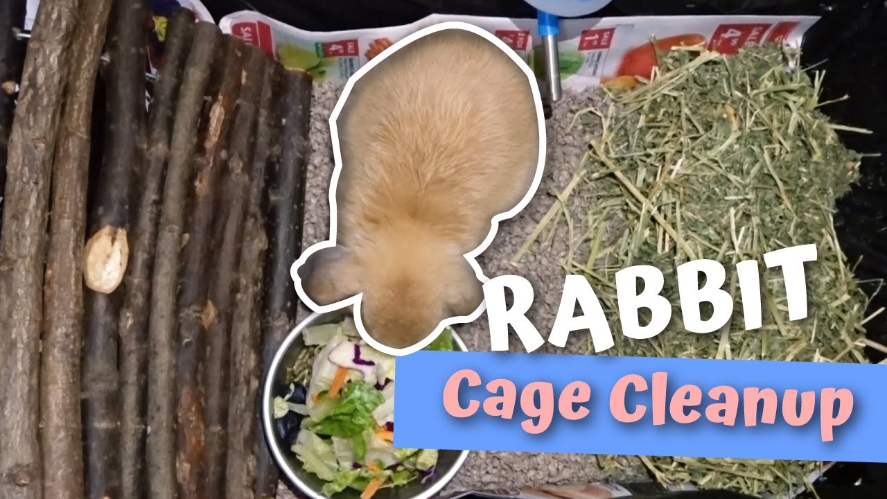 Simple Rabbit Cage Cleanup - YouTube