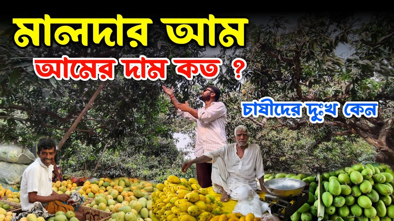 Malda Mango🥭| মালদা আমের দাম কতো🤔 | malda mango market | malda aam ...